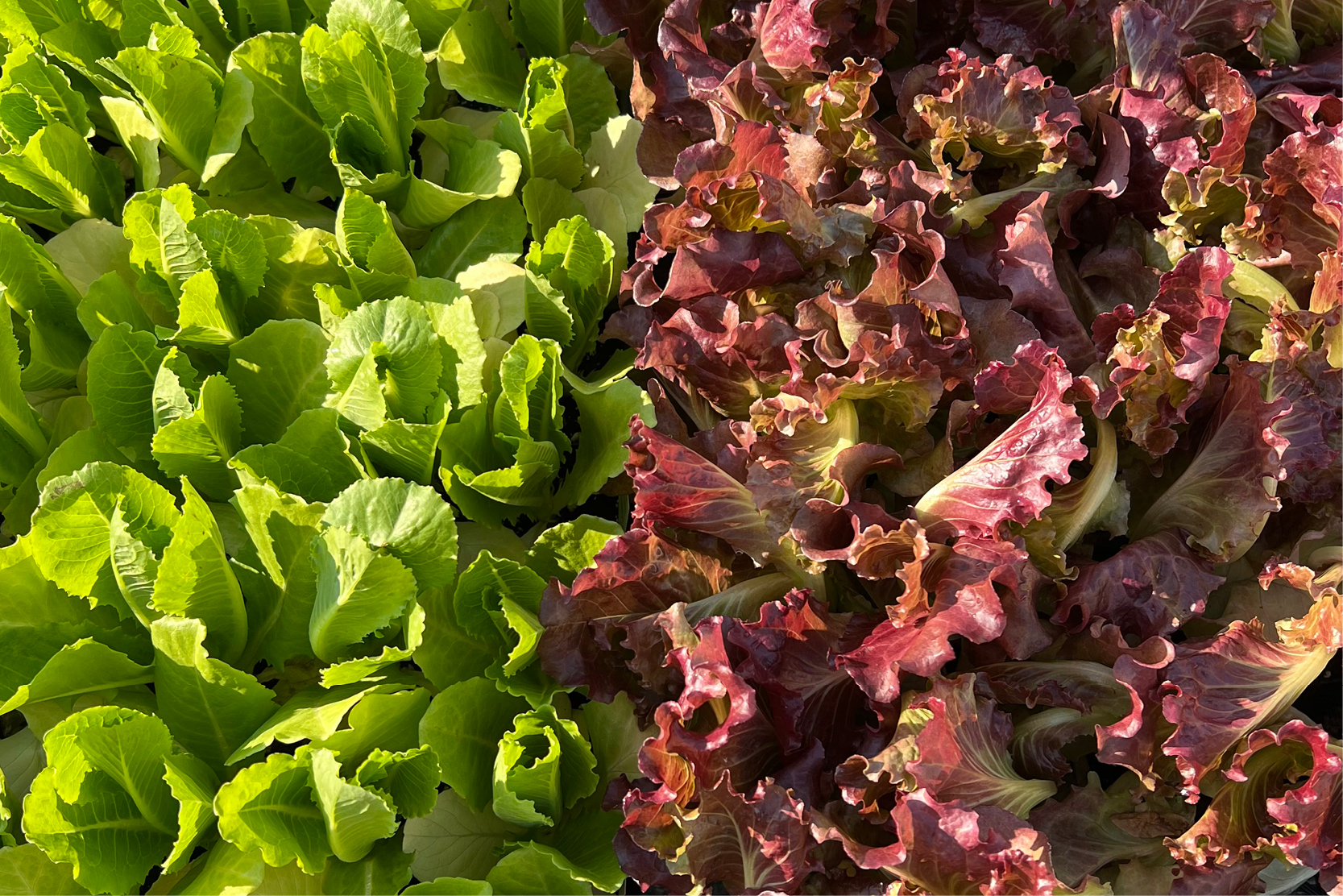 Starting Cool Crop Vegetables - Dambly's Garden Center