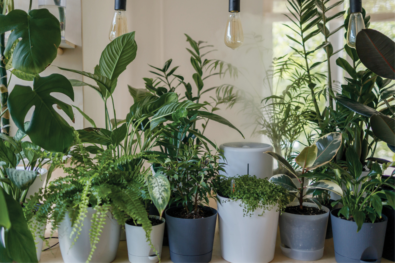 Why Houseplants? - Dambly's Garden Center