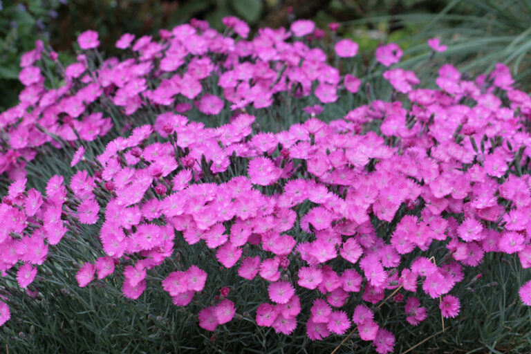 Dianthus, Over 2,000 Years of Cultivation and History! - Dambly's ...