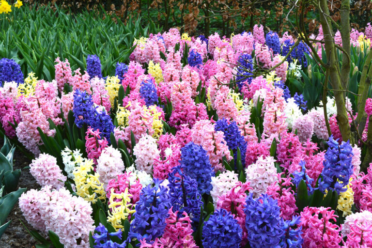 Hyacinths, a Symbol of Life Death and Rebirth. - Dambly's Garden Center