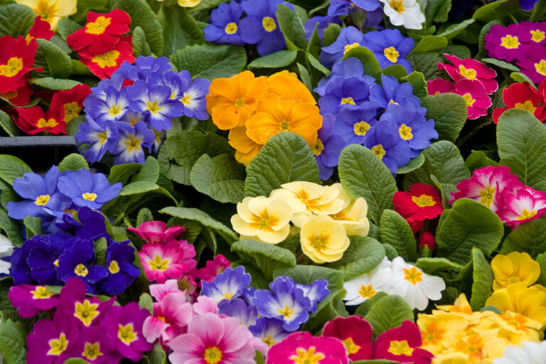 The Primrose a Diverse Appeal - Dambly's Garden Center