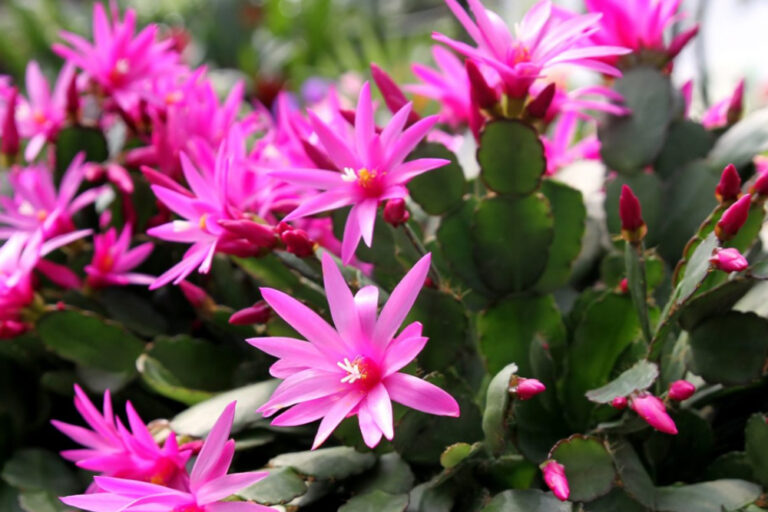 Easter Cacti Make Excellent Houseplants • Dambly's Garden Center